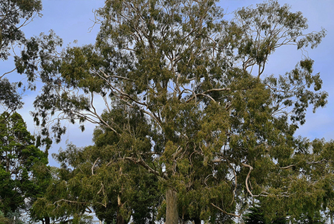 Corymbia Citriodora - Lemon Scented Gum - Bulleen Art Garden