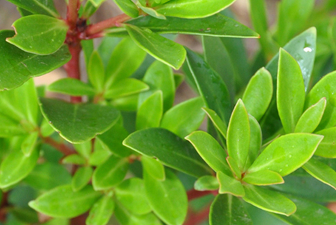 Bushfoods - Bulleen Art Garden