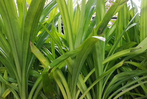 Pandan - Bulleen Art Garden