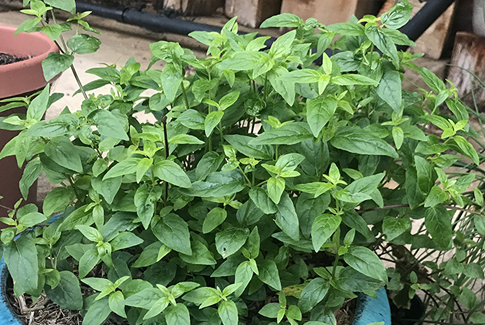 River Mint - Bulleen Art Garden