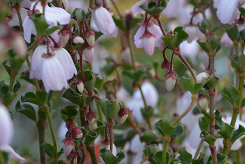 Tetratheca ciliata (Pink Bells) - Bulleen Art Garden